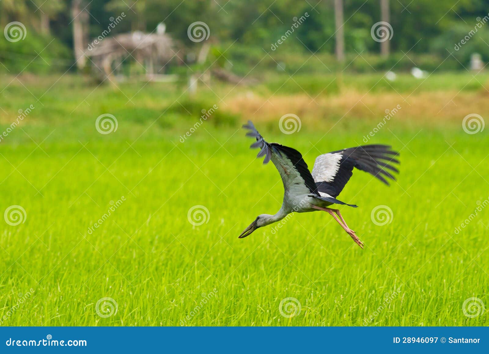 Bird Flying on Thr Rice Field Stock Image - Image of organic, ibis ...