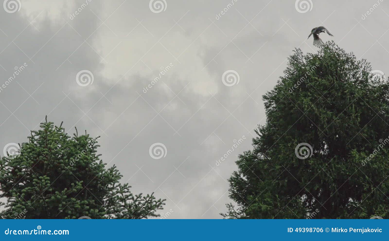 Bird Flying from Tree To Tree Stock Footage - Video of rural, windy ...