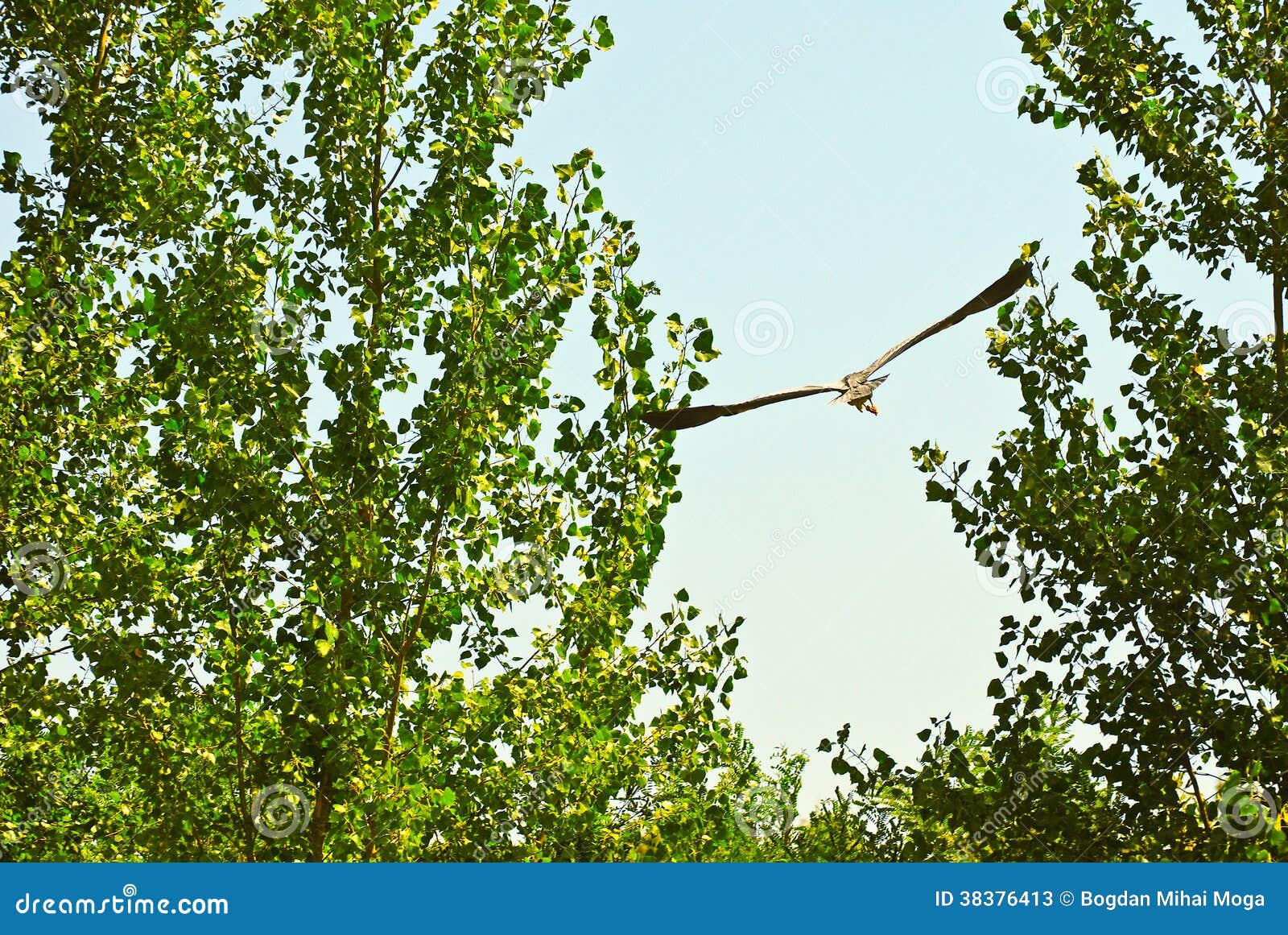 Bird flying between trees stock image. Image of delta - 38376413