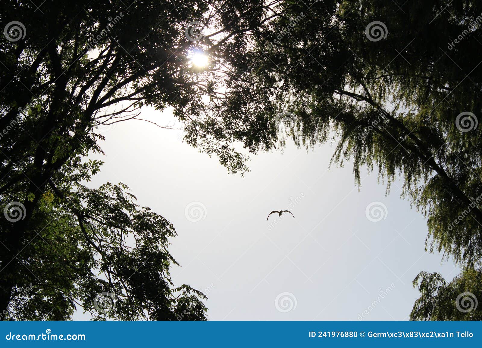 Bird Flying through the Trees Stock Photo - Image of darkness, forest ...