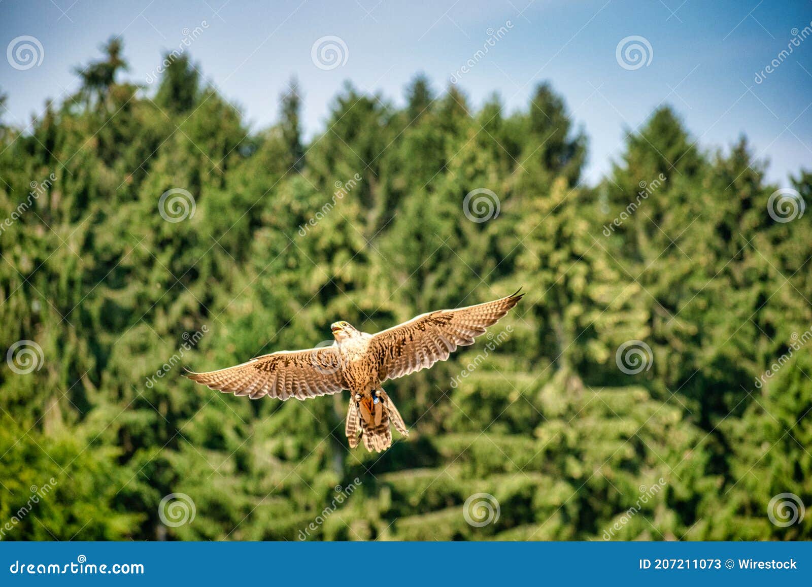 Bird Flying in a Wildlife Park in G Stock Image - Image of nature, park ...