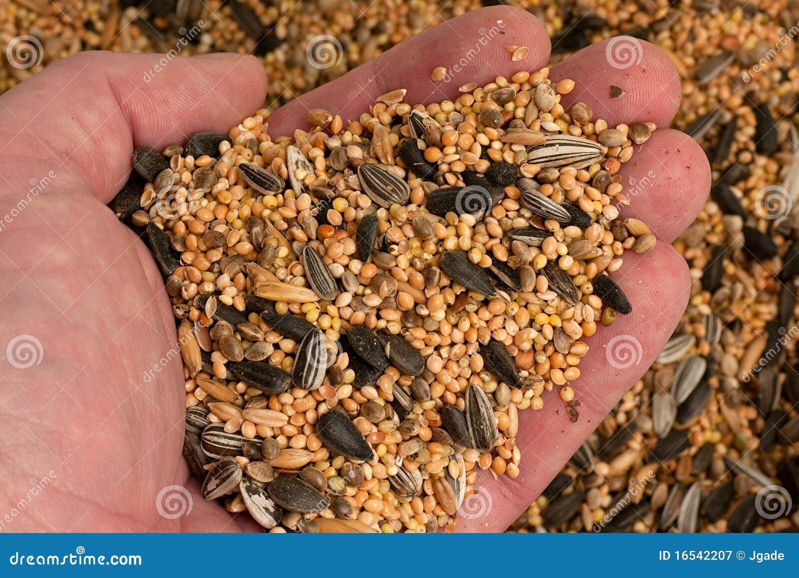 Bird food stock image. Image of feeding, millet, hemp - 16542207