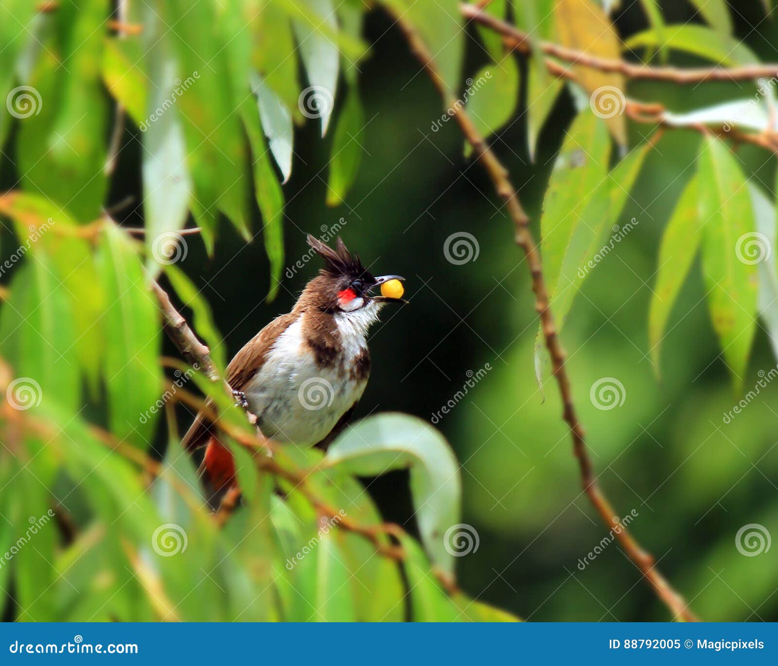 Bird with food stock image. Image of page, screensaver - 88792005