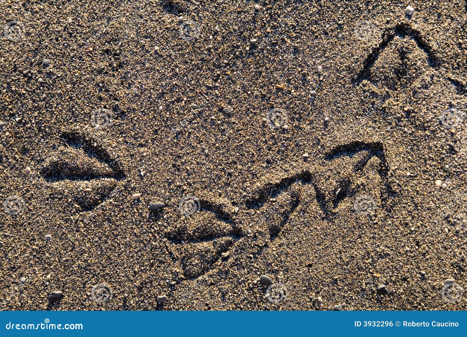 Bird Foot Print Picture. Image: 3932296
