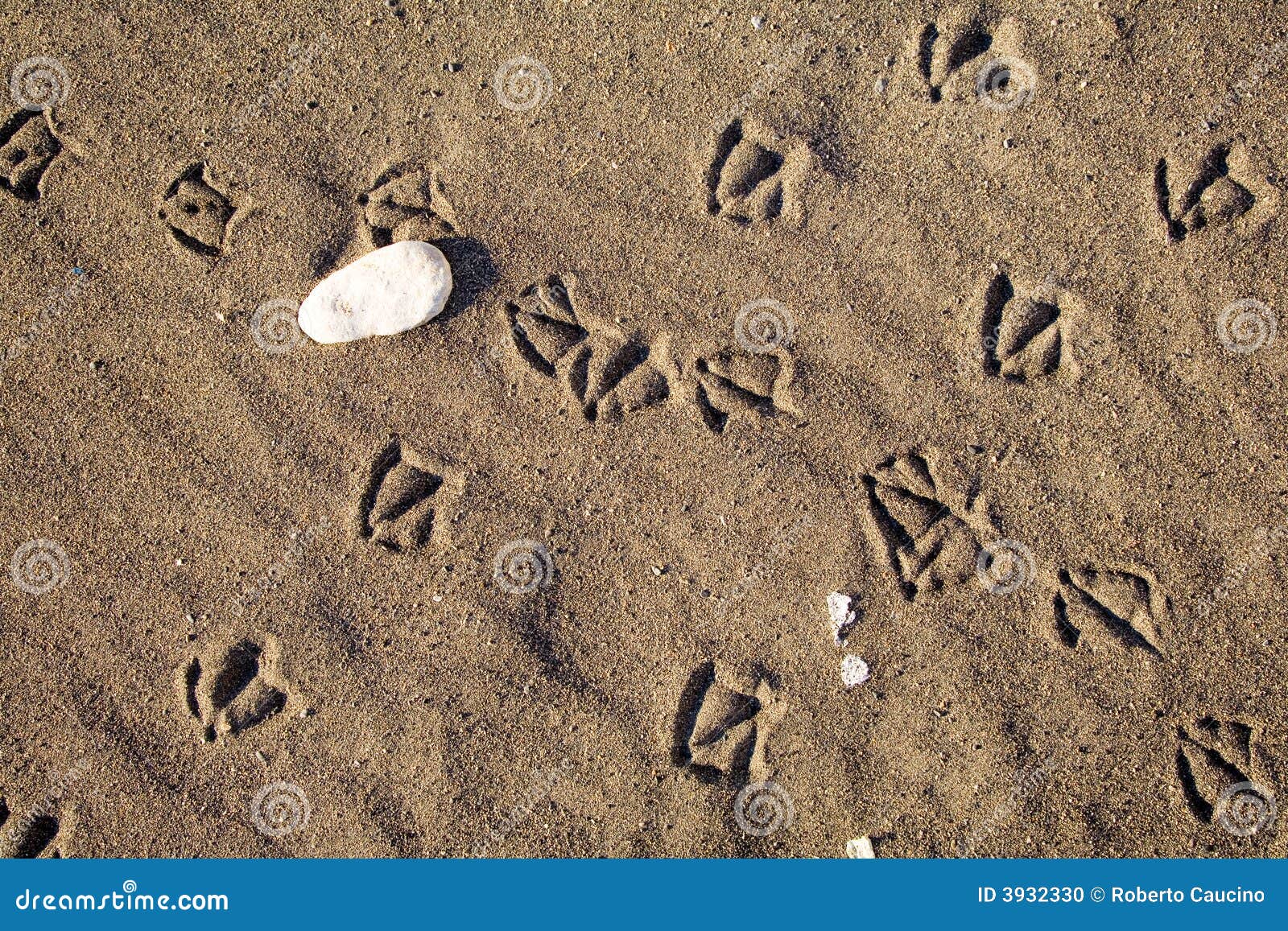 Bird Foot Print Picture. Image: 3932330