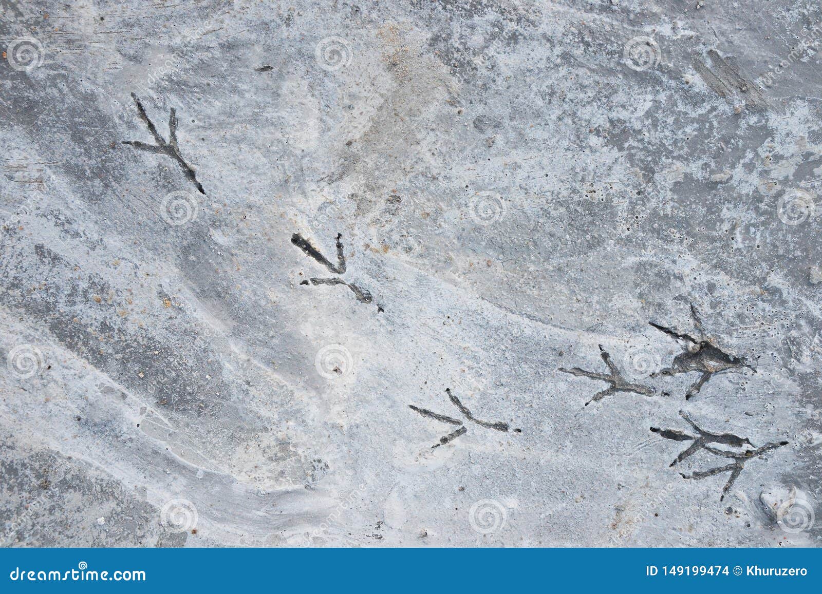 Bird Footprint On Desert Land, Desert Field And Birds Foot Symbols ...