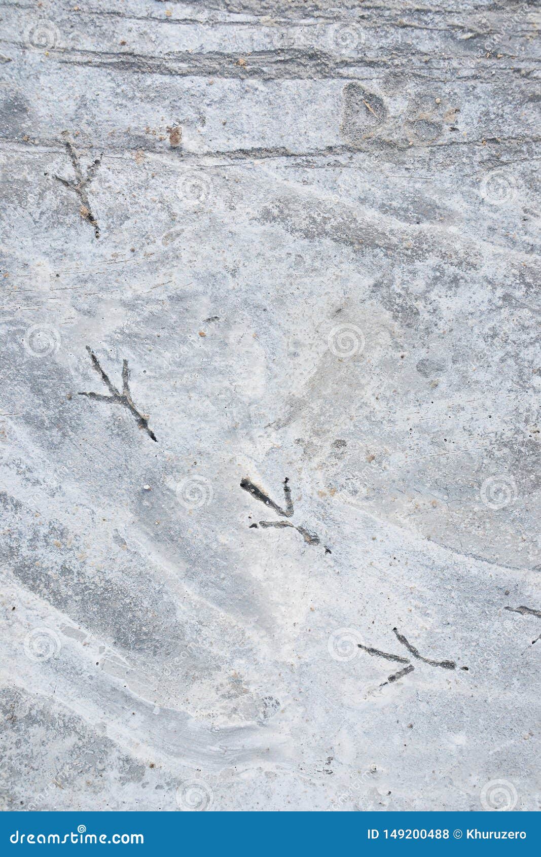 Bird footprint stock photo. Image of foot, footprint - 149200488
