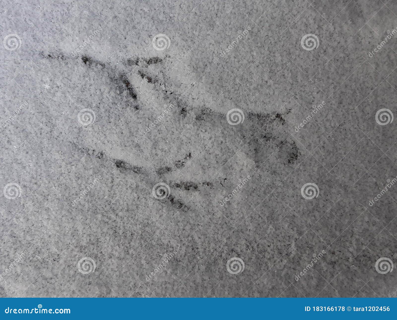 Bird Footprint in Light Crisp Winter Snow in Canada. Stock Photo ...