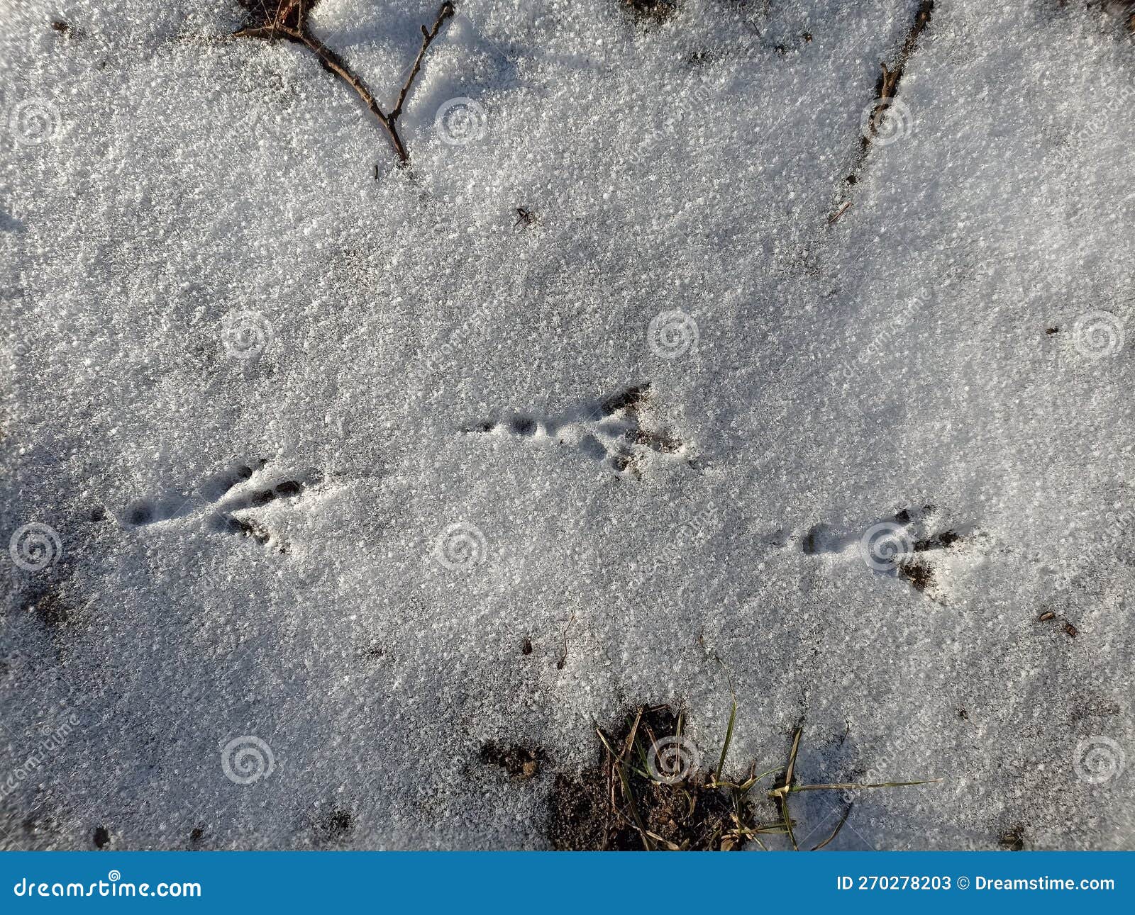 Bird footprint on the snow stock image. Image of footstep - 270278203