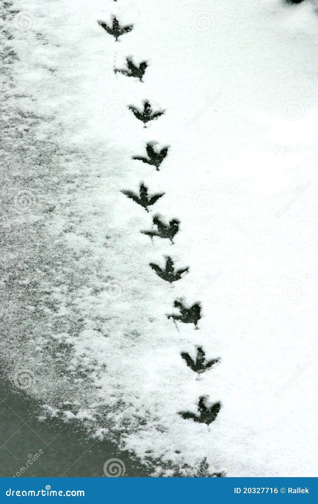 Bird footprints stock photo. Image of mark, snow, tiny - 20327716