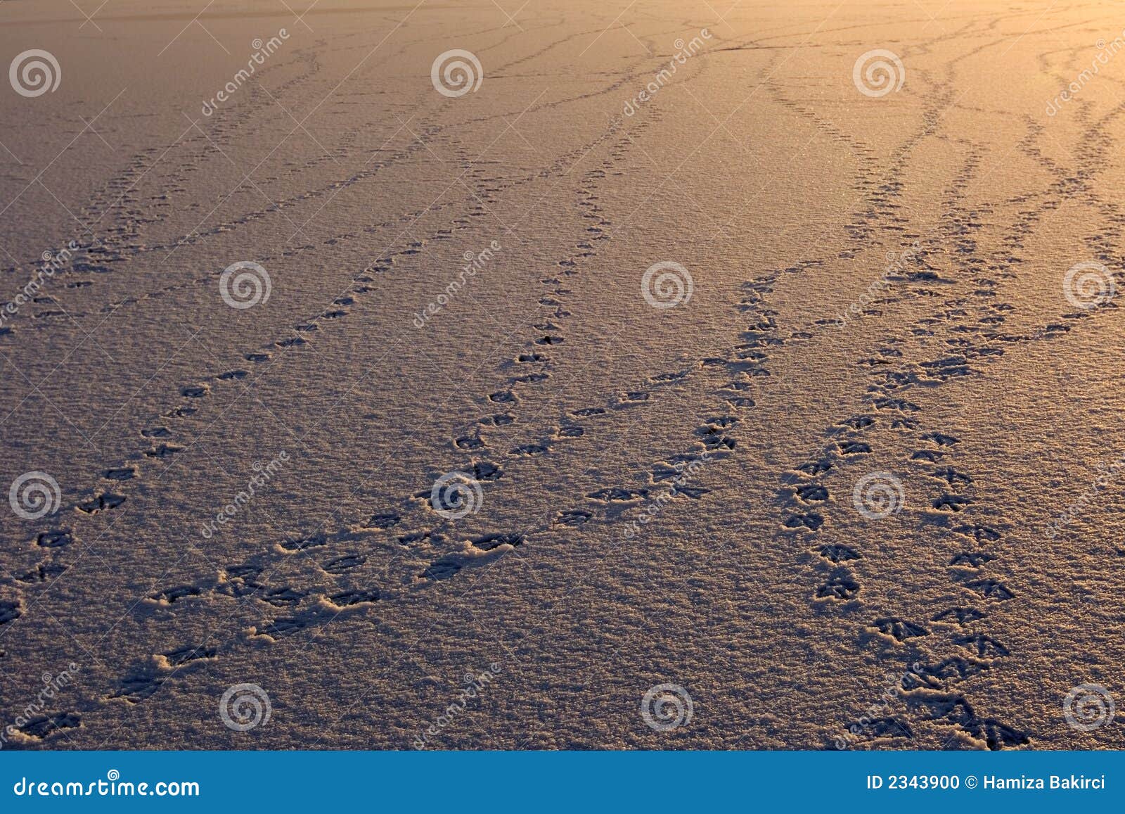 Bird footprints stock photo. Image of freezing, animal - 2343900