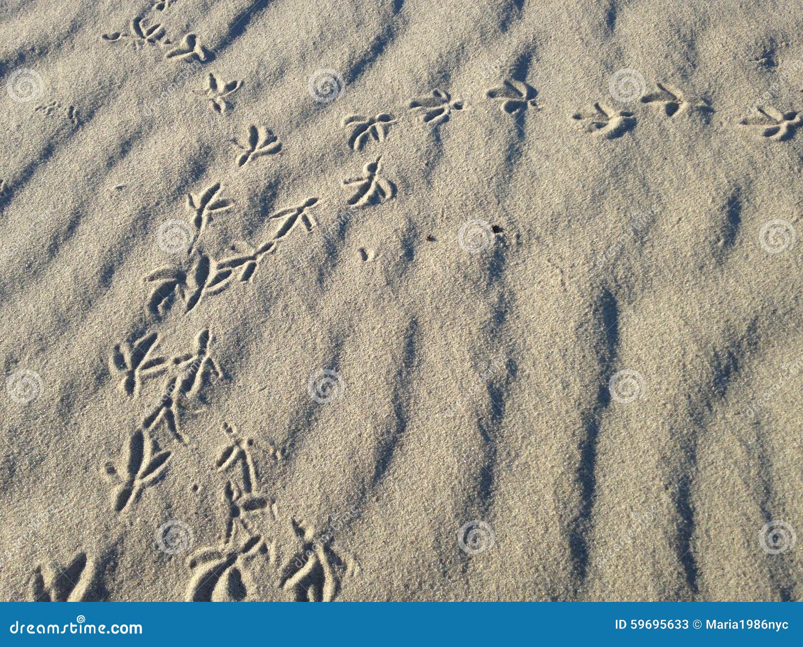 Bird Footprints on Long Beach, Long Island. Stock Image - Image of ...