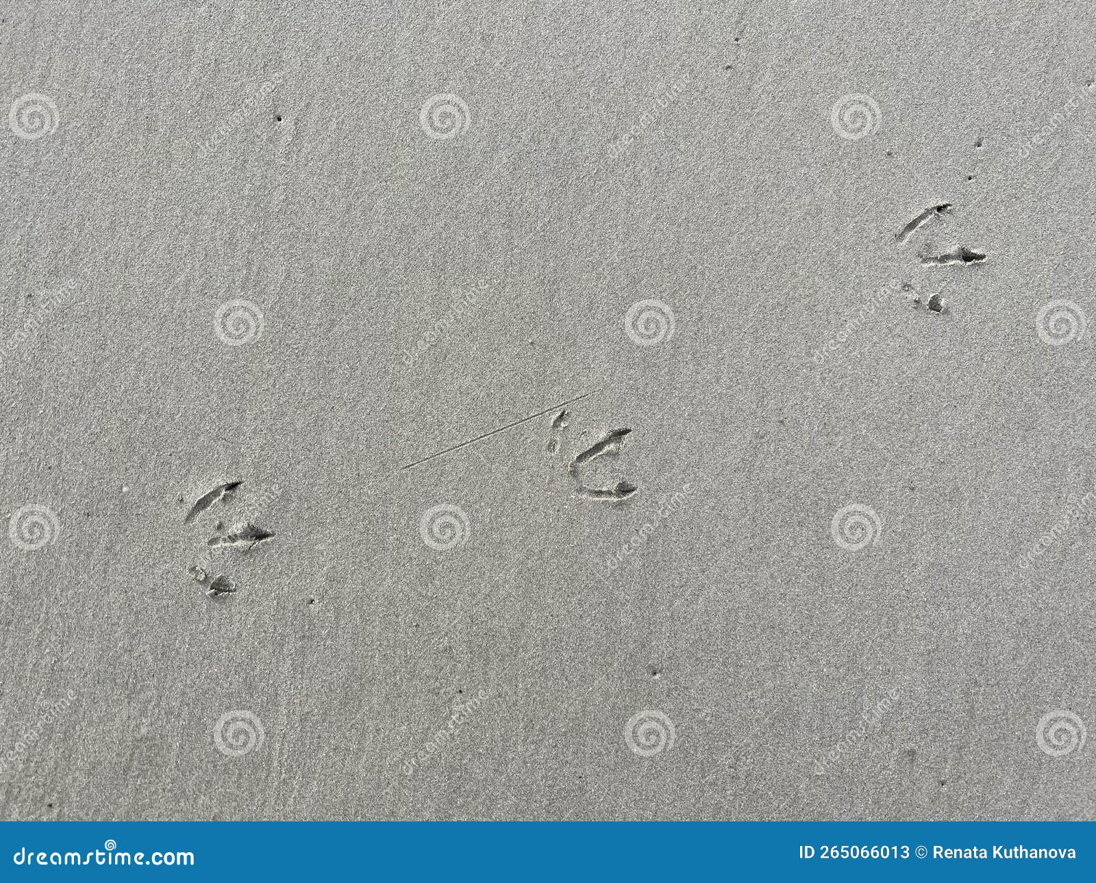 Bird footprints in sand stock image. Image of ornithology - 265066013