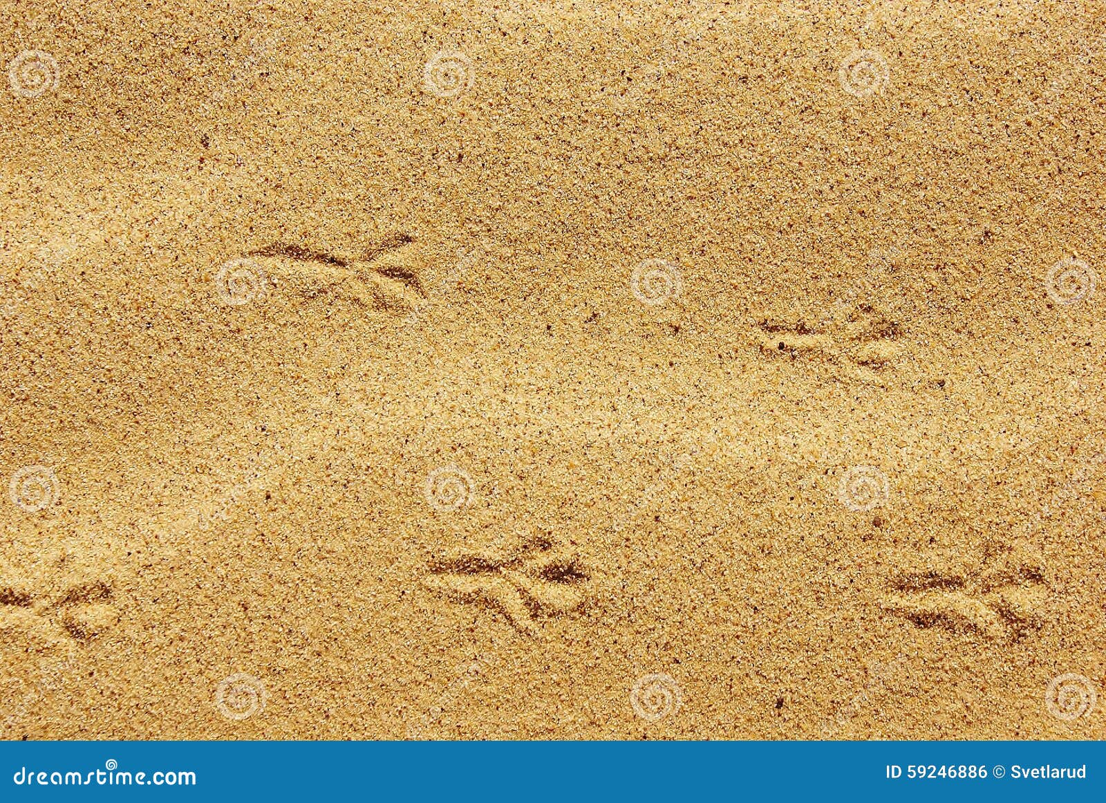 Bird Footprints in the Sand Stock Photo - Image of river, tracks: 59246886