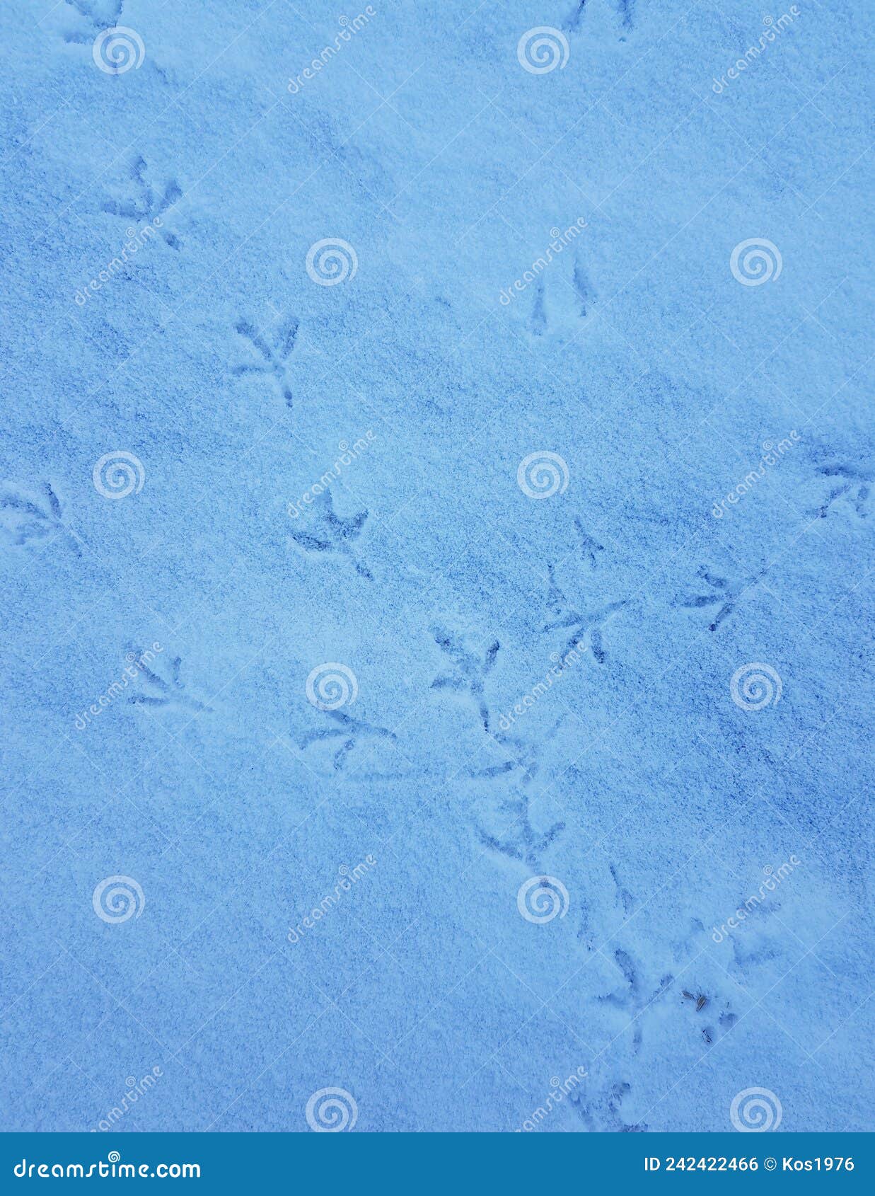 Bird tracks in the snow stock photo. Image of birch - 242422466