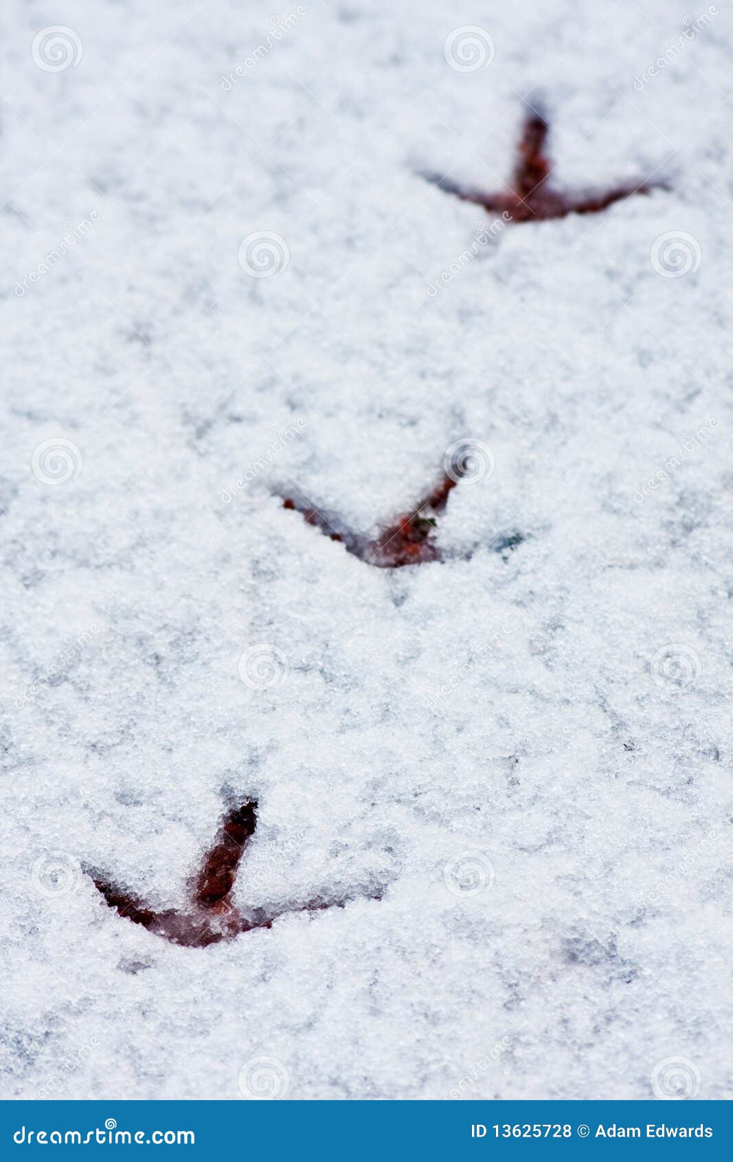 Bird Footprints through Snow in Winter Stock Photo - Image of tracks ...