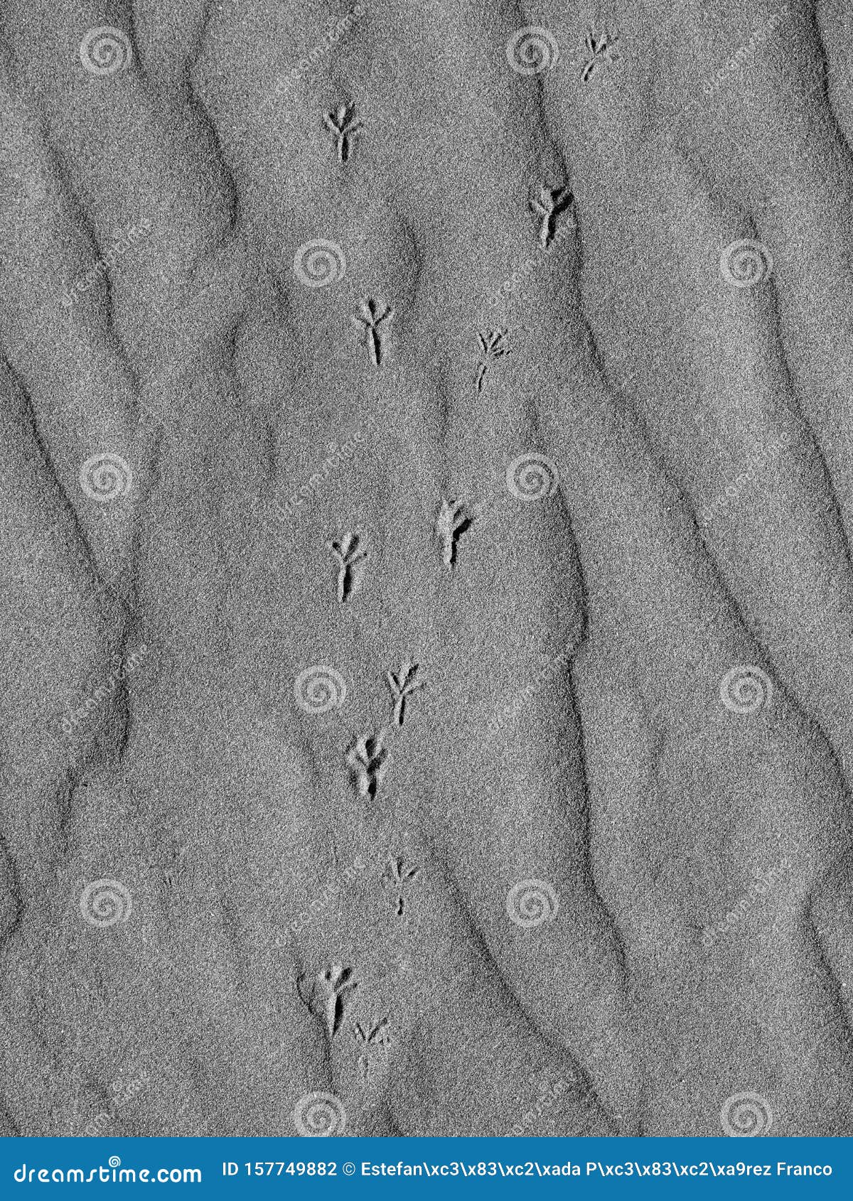 Footsteps. Bird Footsteps In Sand In The Desert. Wadi Rum Desert ...