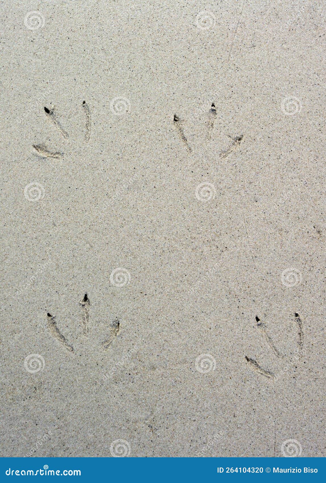 Bird footsteps on sand stock photo. Image of track, bird - 264104320