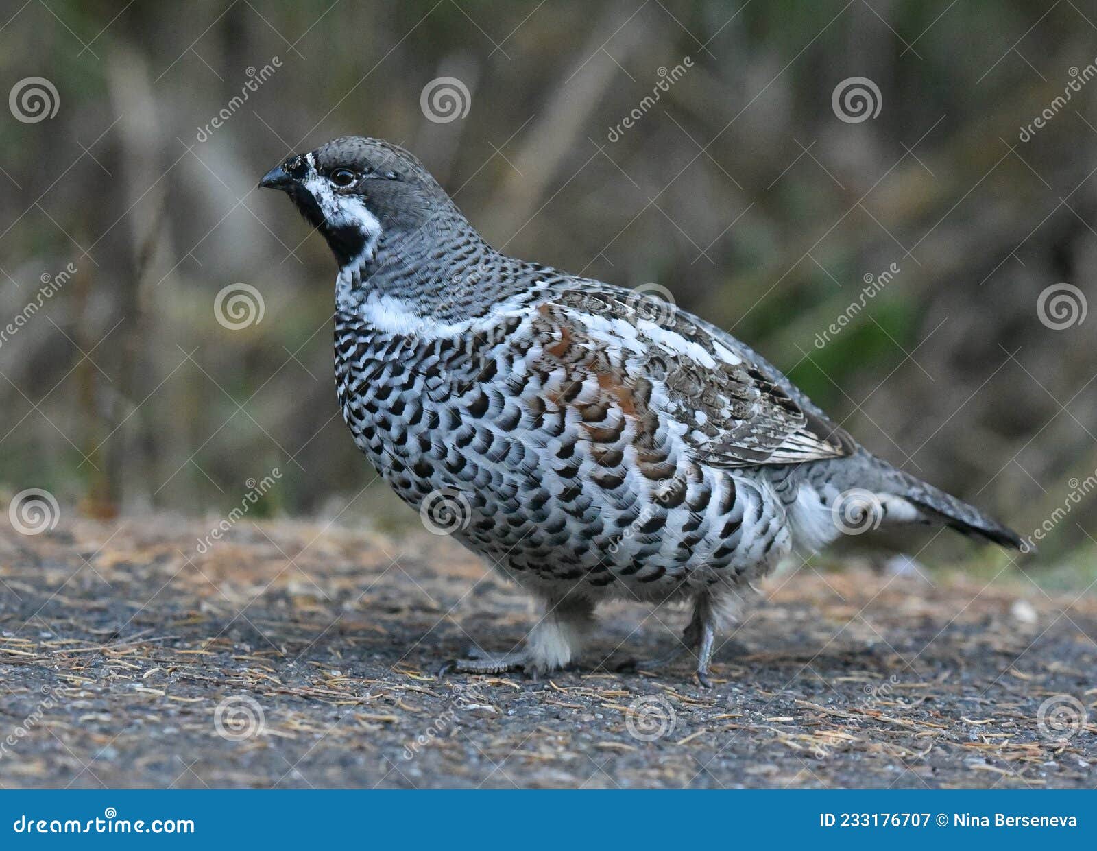 Bird in the forest stock image. Image of wing, wildlife - 233176707