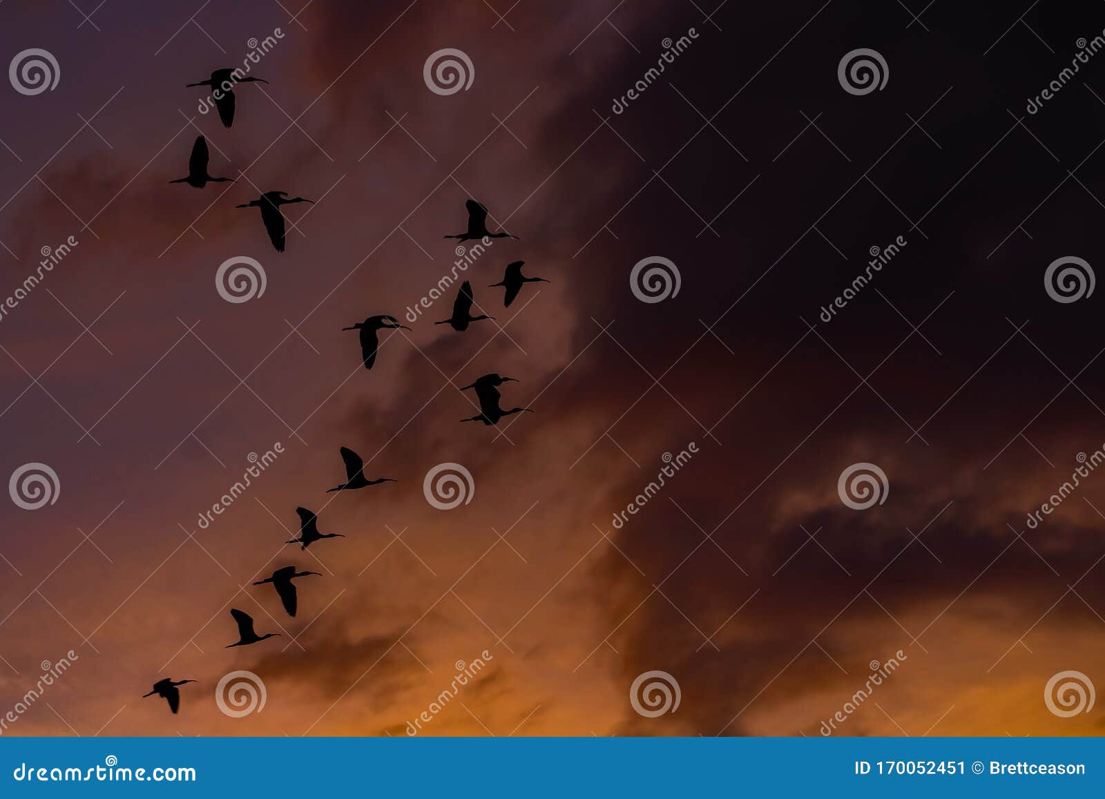 Bird Formation Silhouette in the Sky Stock Image - Image of silhouette ...