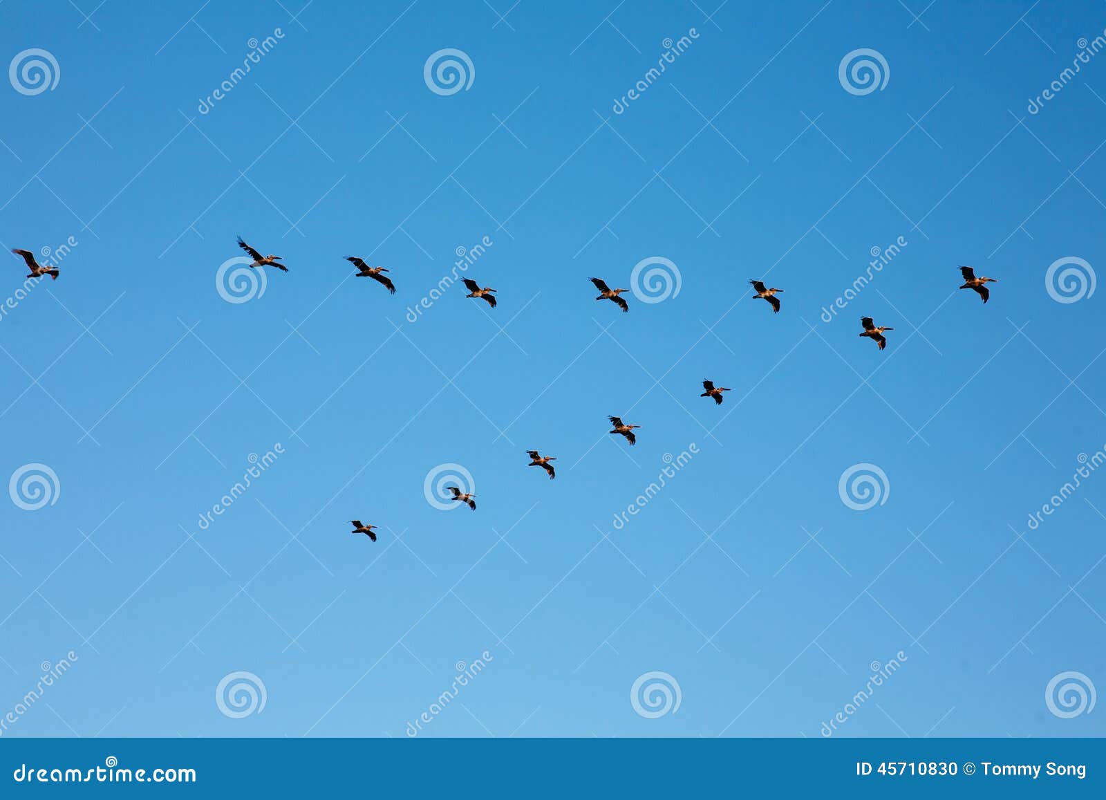 Bird formation stock photo. Image of birds, pelicans - 45710830