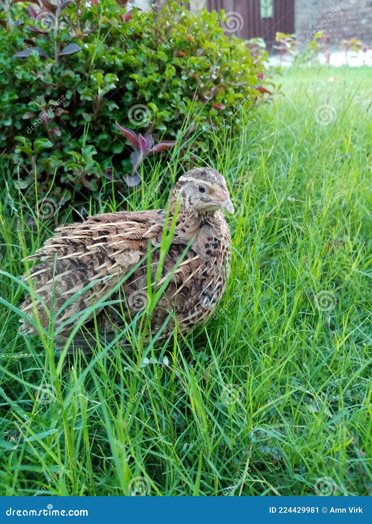 Bird in forms stock image. Image of green, birdgreenery - 224429981