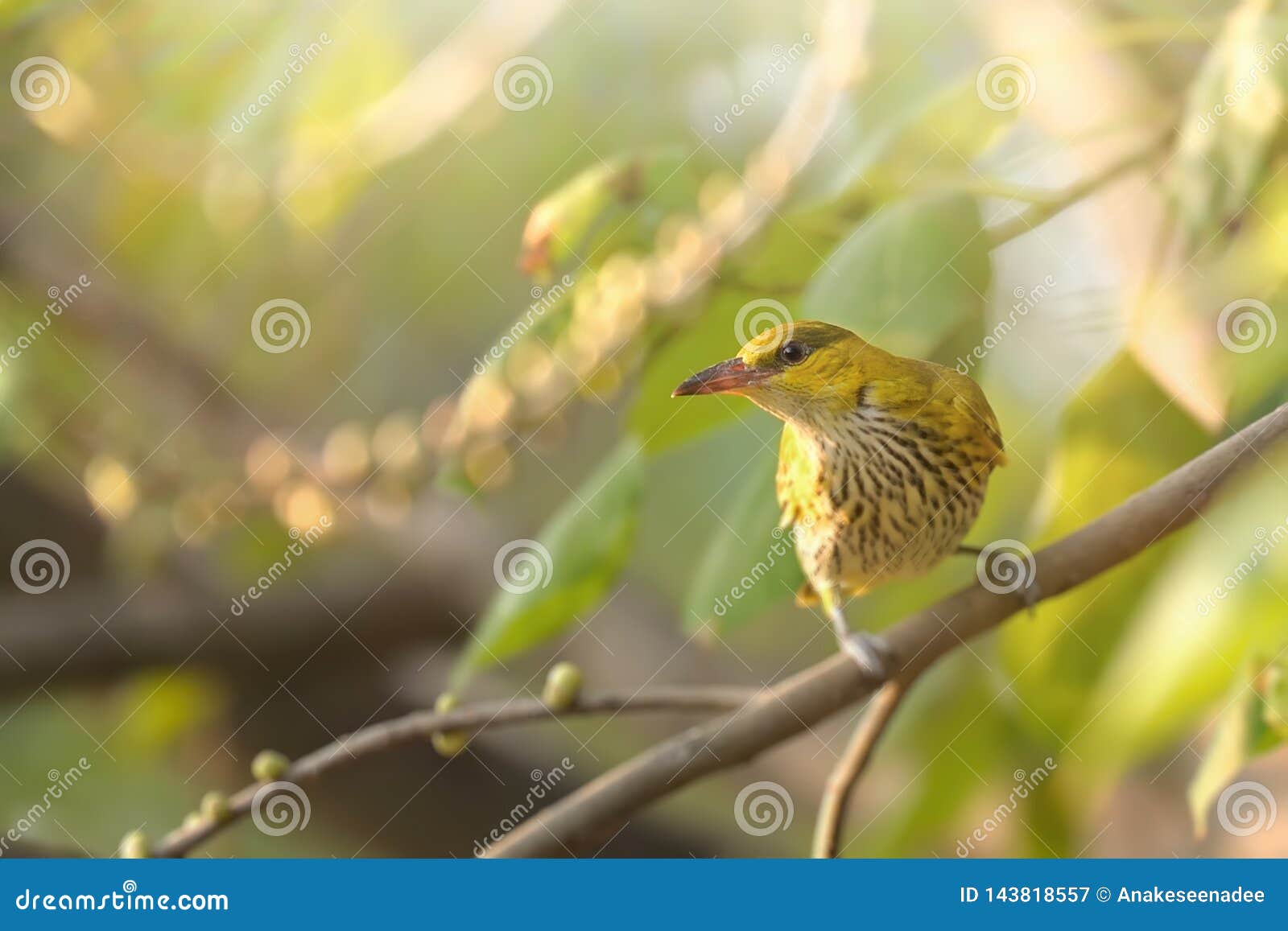 Bird in forrest stock image. Image of rain, green, bird - 143818557