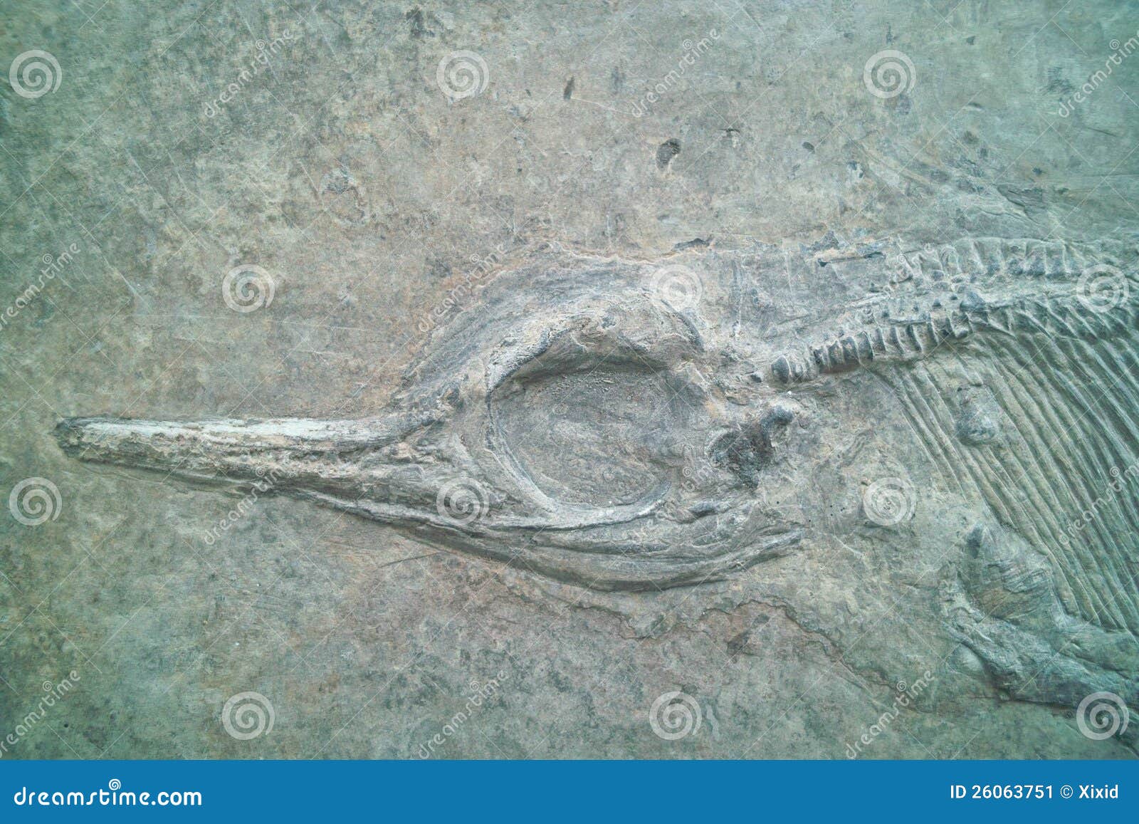 Bird fossil stock image. Image of open, bony, fossil - 26063751