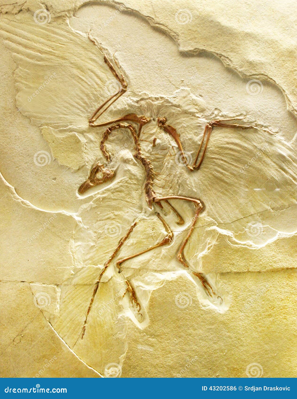 Excavations, Fossil, Underground. Skeleton Of An Ancient Scolopendra ...