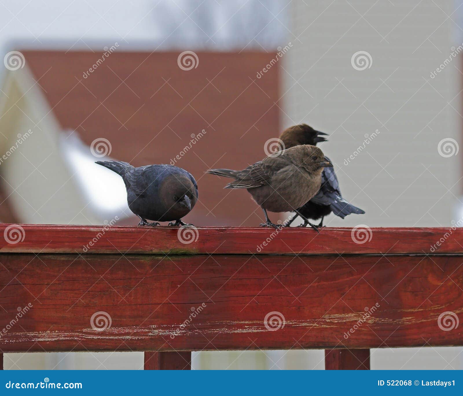Bird friends stock photo. Image of bird, cold, watching - 522068