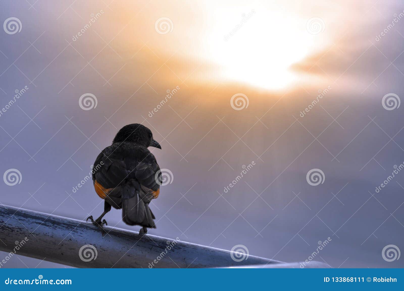 Bird in Front of a Sunny Sky Stock Image - Image of sunny, bird: 133868111