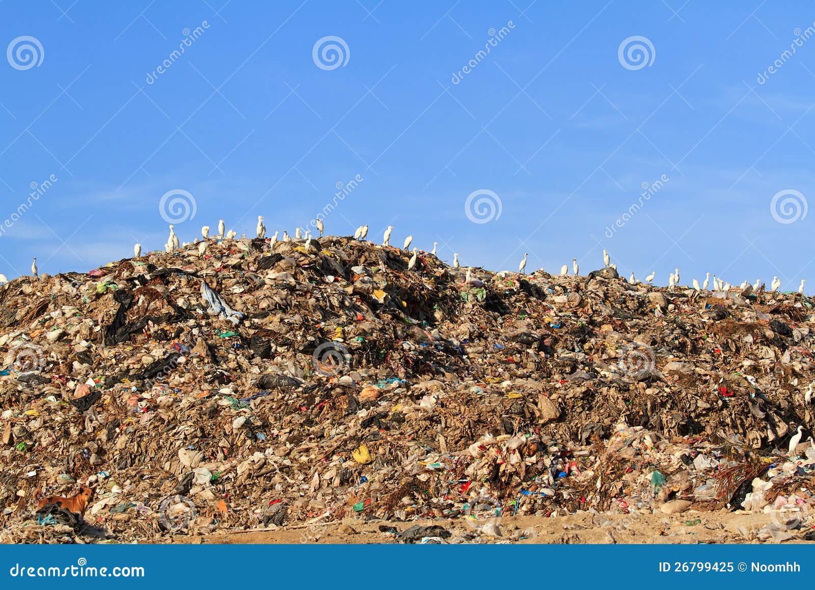 Bird on garbage stock image. Image of bird, chunks, blue - 26799425