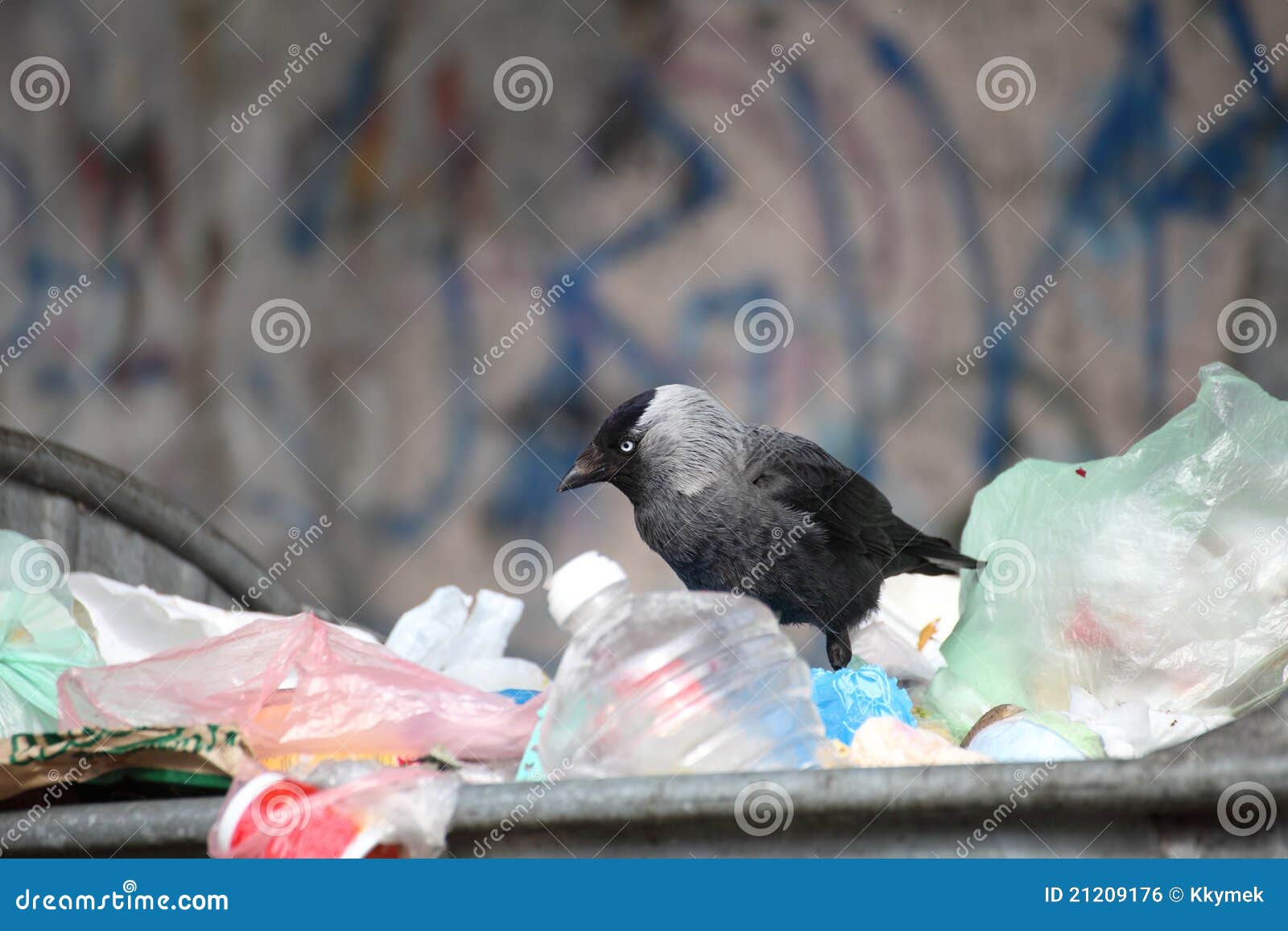 Bird on garbage dump stock photo. Image of ecology, illegal - 21209176