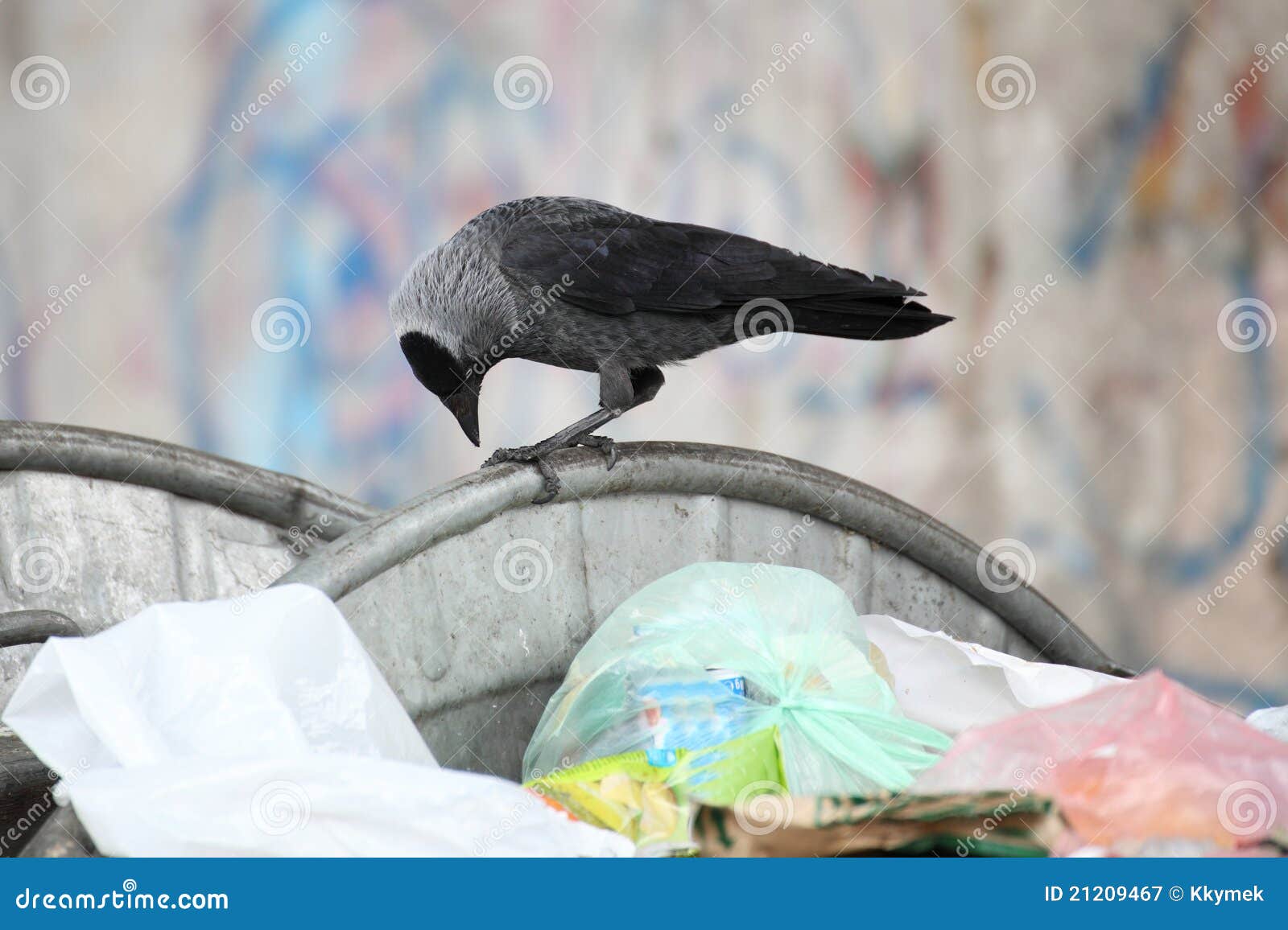 Bird on garbage dump stock image. Image of ecology, pollution - 21209467