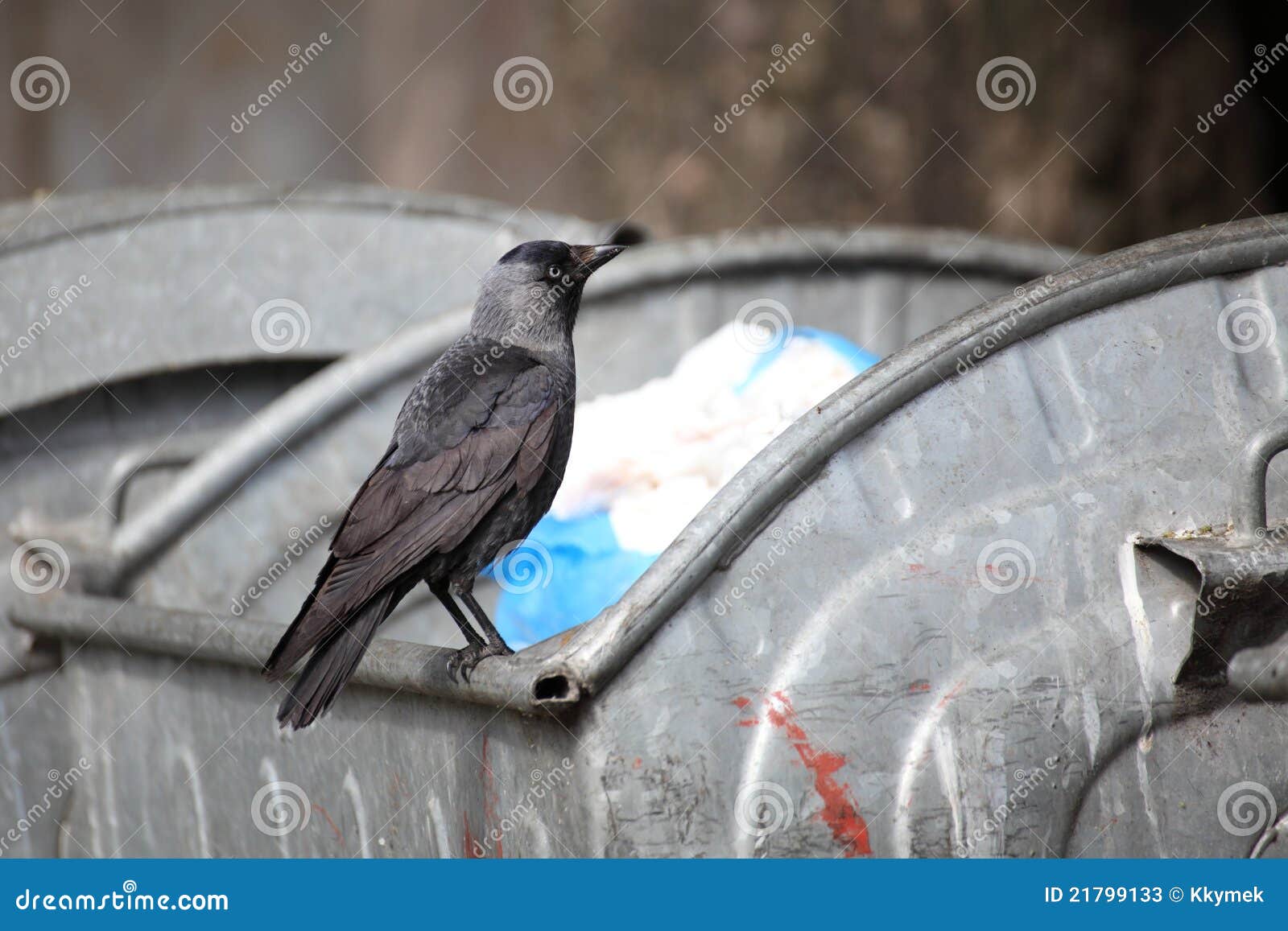 Bird on garbage dump stock image. Image of refuse, trash - 21799133