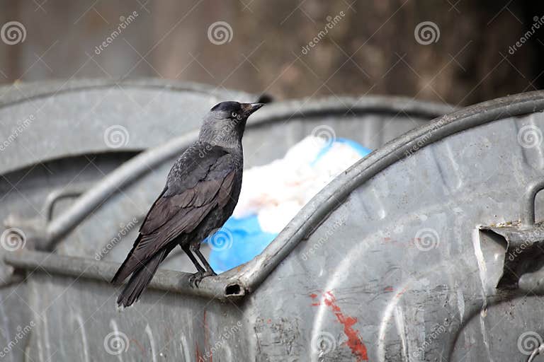 Bird on garbage dump stock image. Image of refuse, trash - 21799133