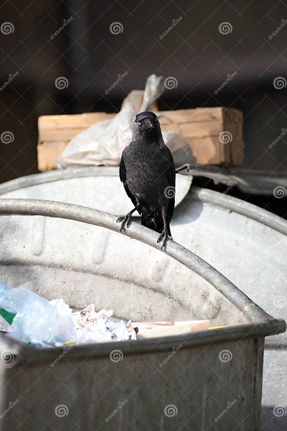 Bird on garbage dump stock image. Image of ecology, dirty - 21799985