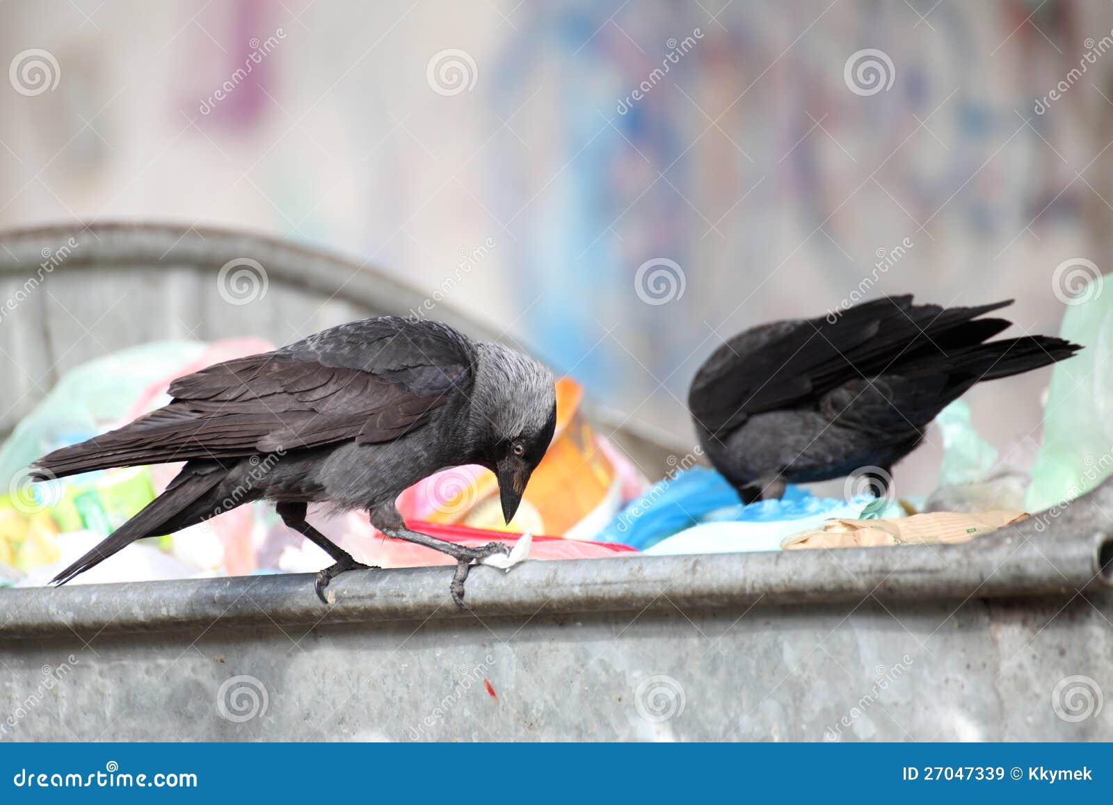 Bird on garbage dump stock image. Image of dirt, rubbish - 27047339