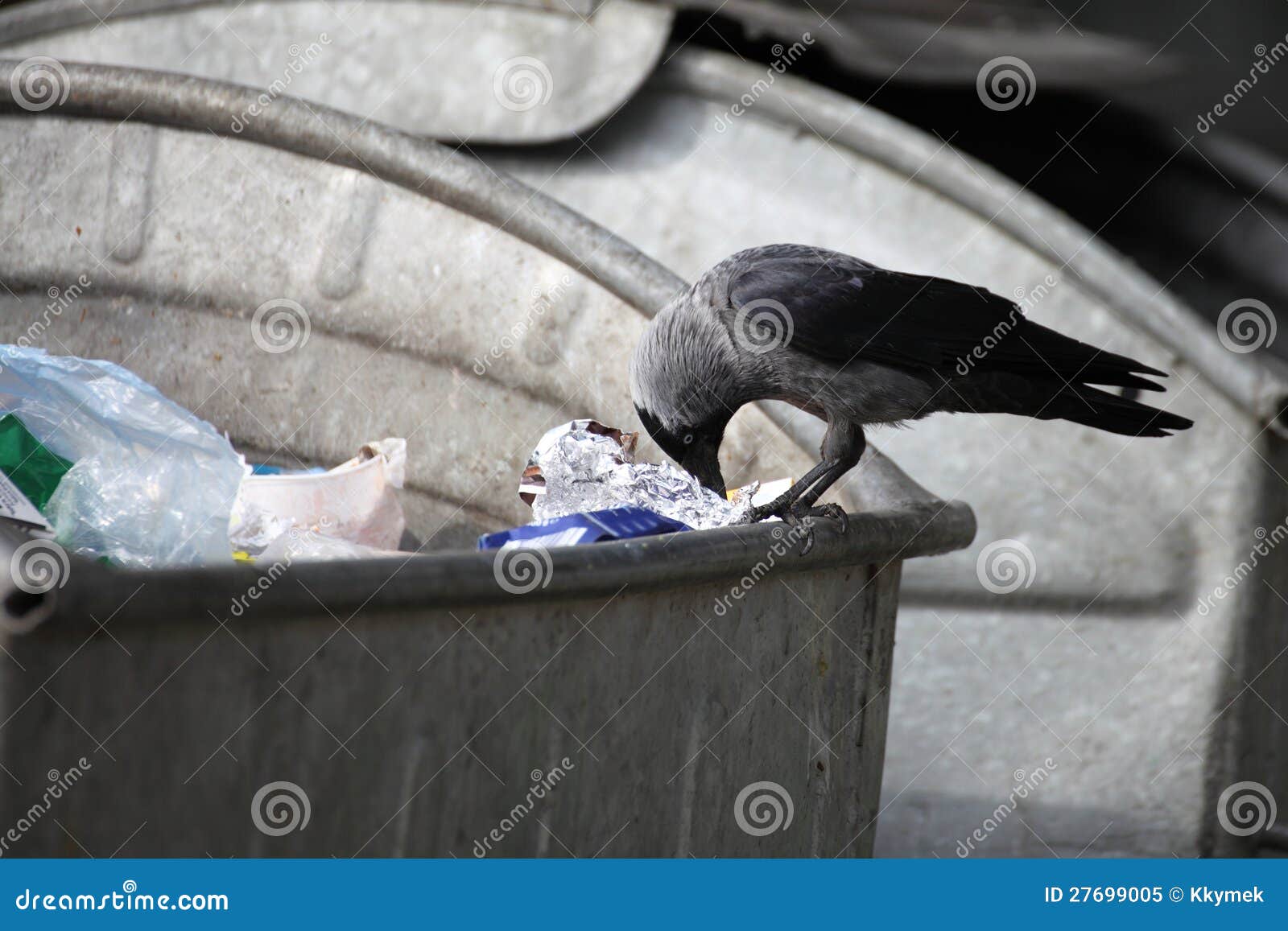Bird on garbage dump stock image. Image of waste, soft - 27699005