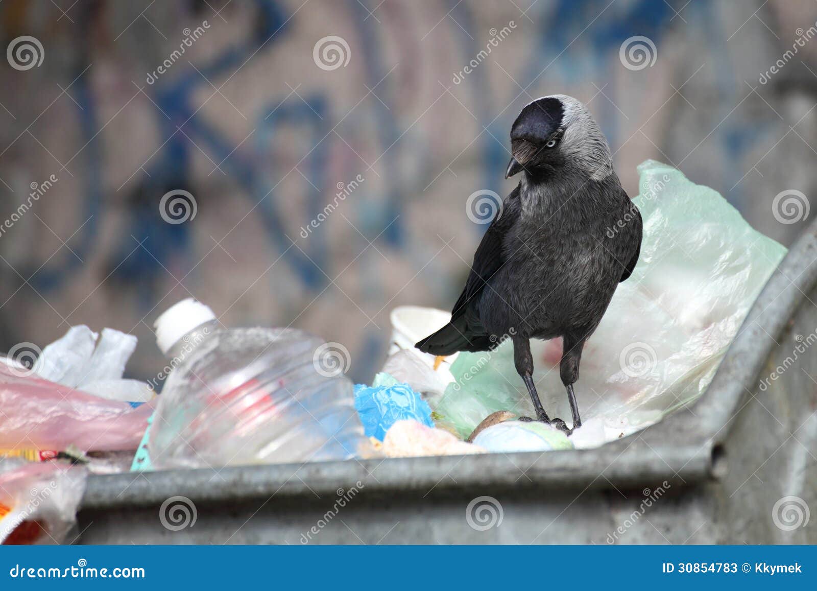 Bird on garbage dump stock image. Image of garbage, dirt - 30854783