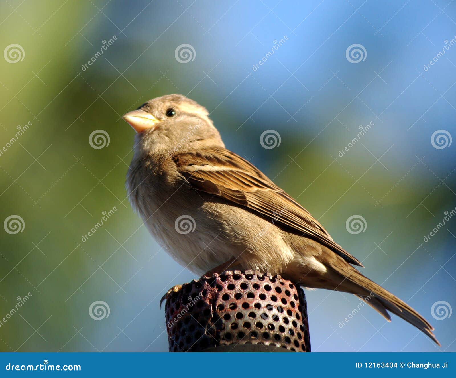 Bird on the gas torch stock photo. Image of peace, torch - 12163404