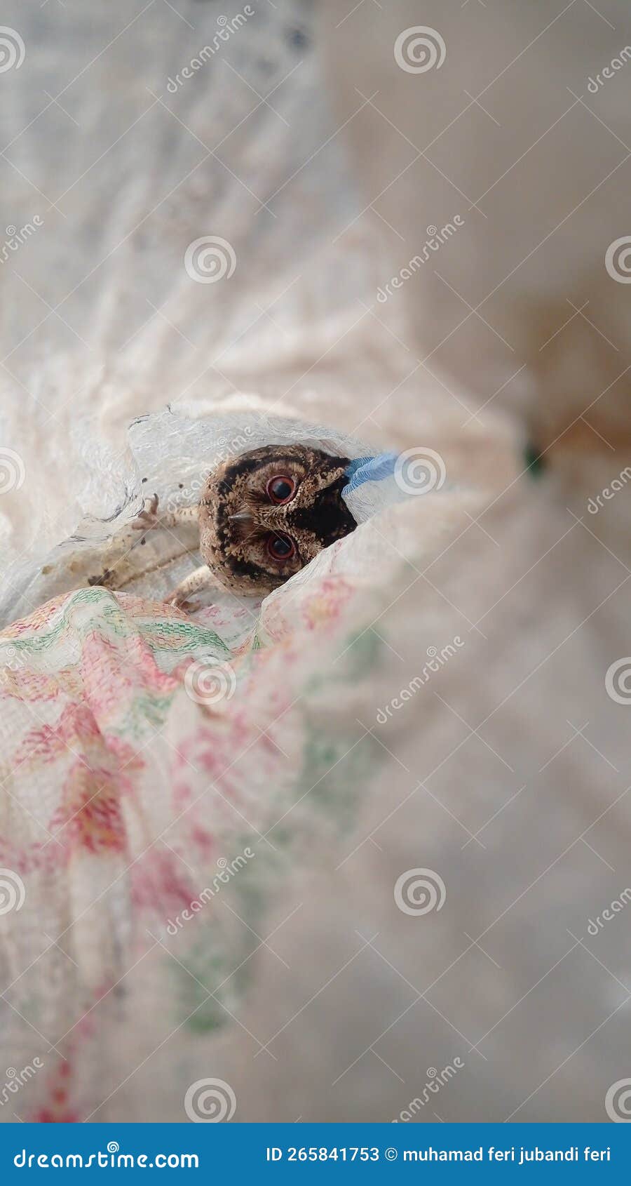 Bird ghost stock image. Image of animal, flower, wildlife - 265841753
