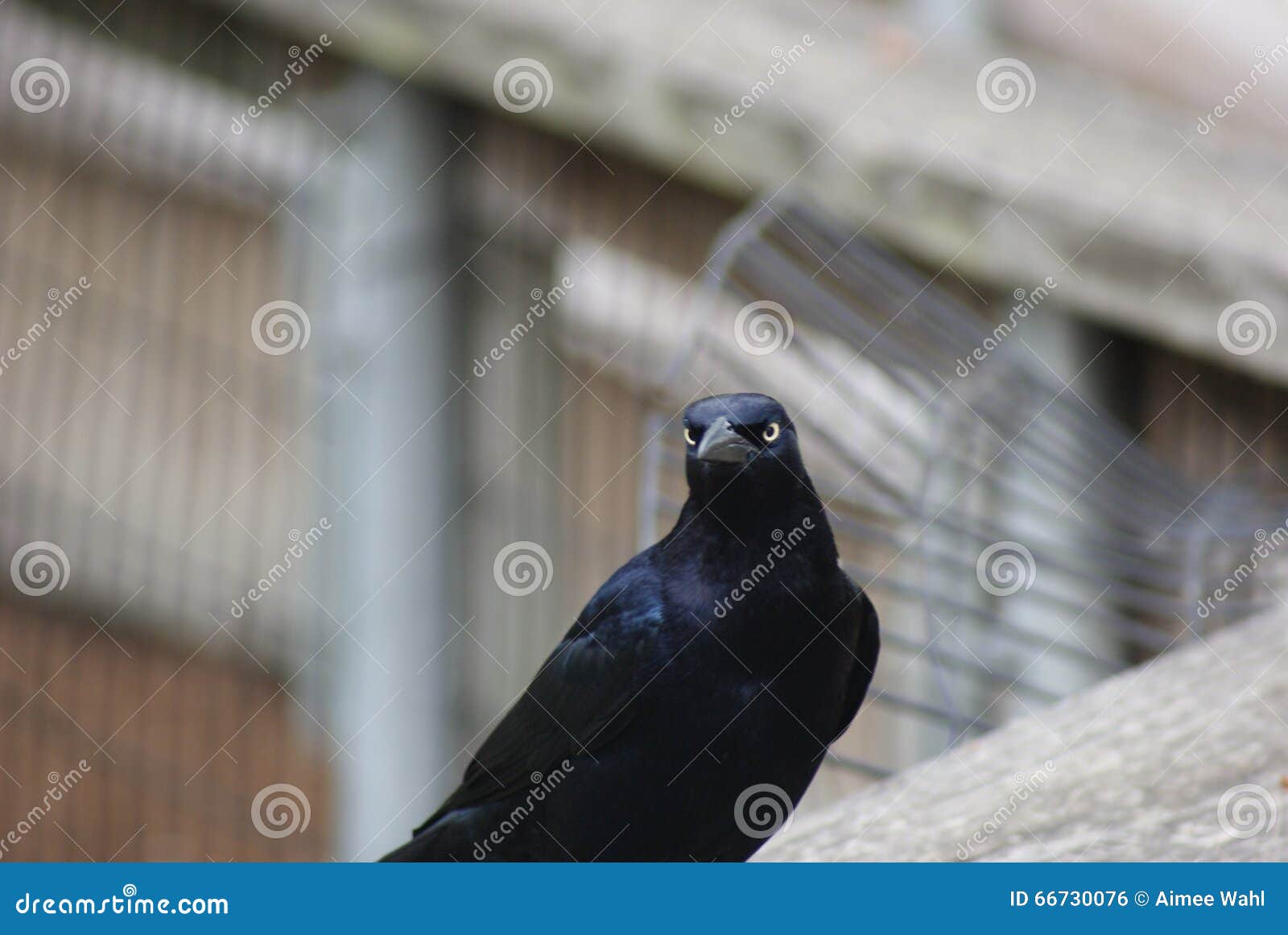 Bird Glare stock photo. Image of grackel, staring, glare - 66730076