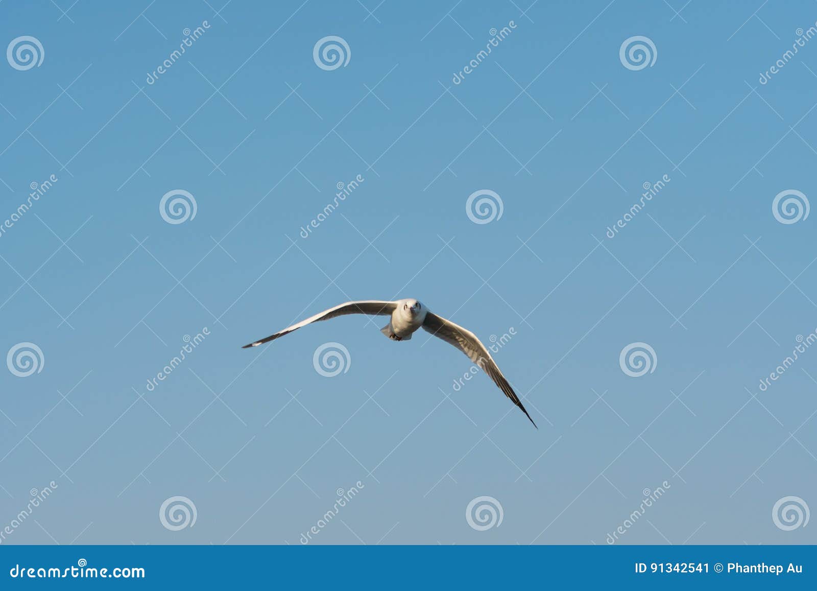 Bird gliding on clear sky stock image. Image of graceful - 91342541