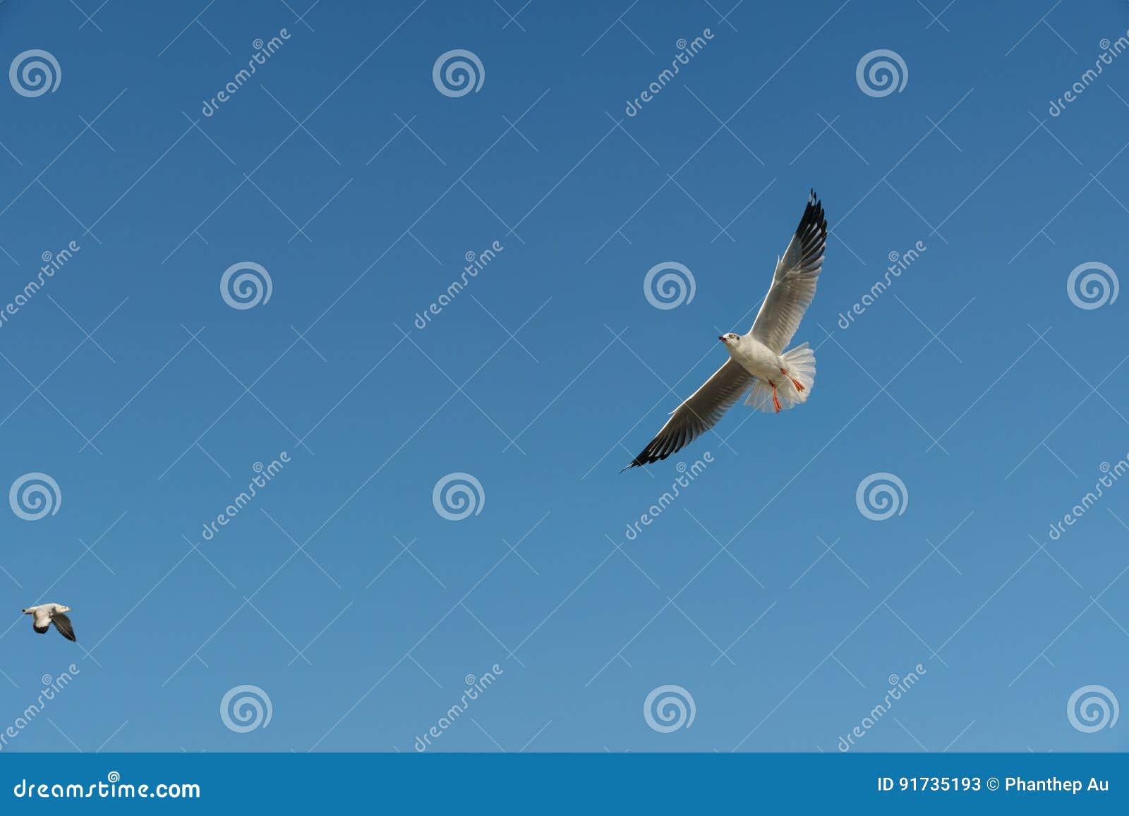 Bird gliding on clear sky stock image. Image of seagull - 91735193
