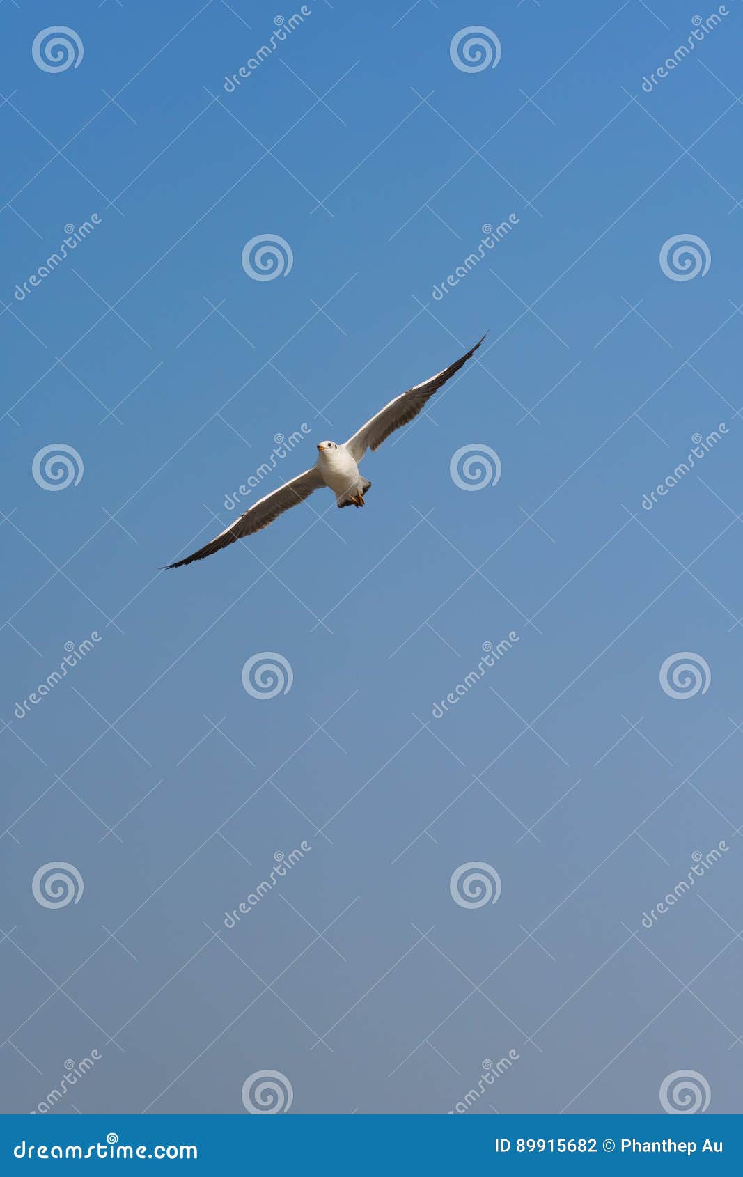 Bird gliding on clear sky stock photo. Image of idea - 89915682