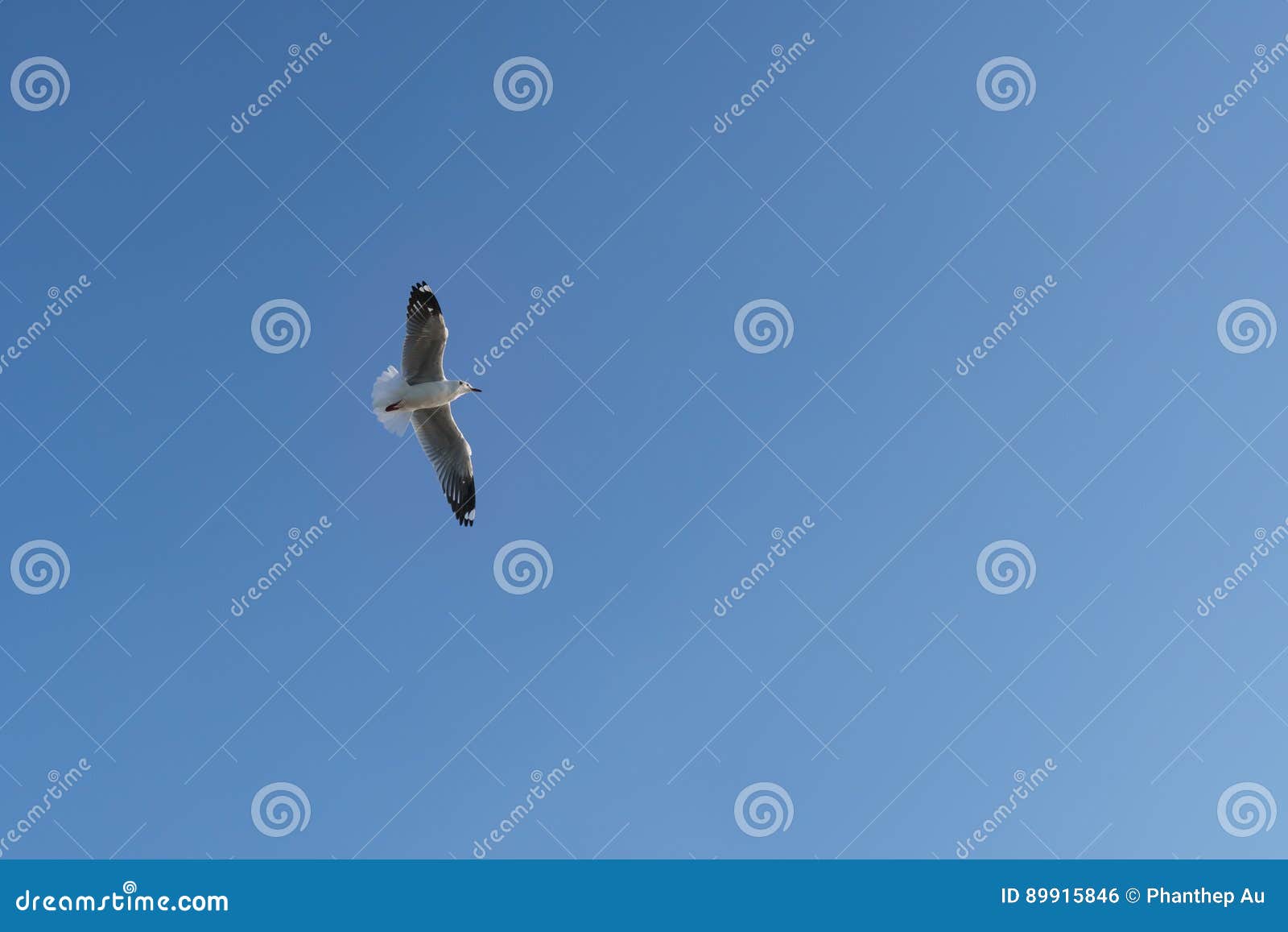 Bird gliding on clear sky stock photo. Image of animal - 89915846