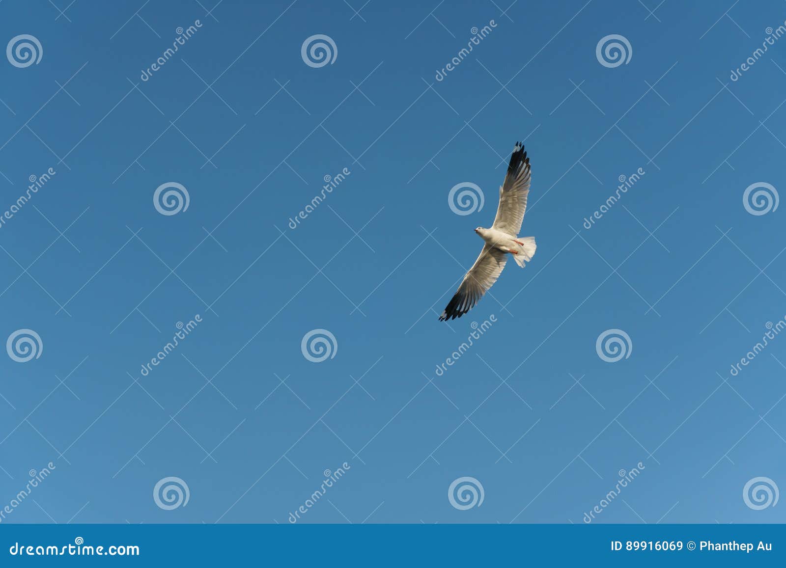 Bird gliding on clear sky stock image. Image of composition - 89916069
