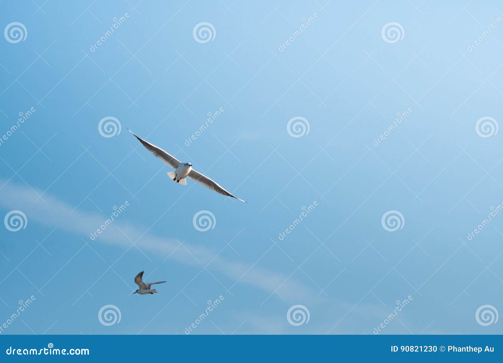 Bird gliding on clear sky stock photo. Image of action - 90821230