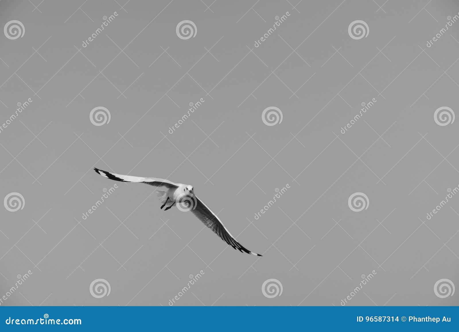 Bird gliding on clear sky stock photo. Image of bird - 96587314